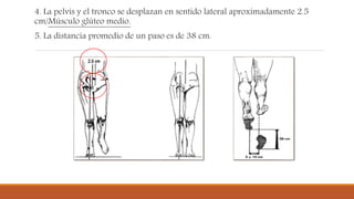 Marchas Patologicas | PPTX