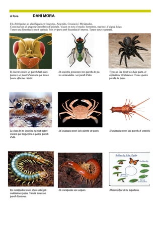 Revista invertebrats | PDF