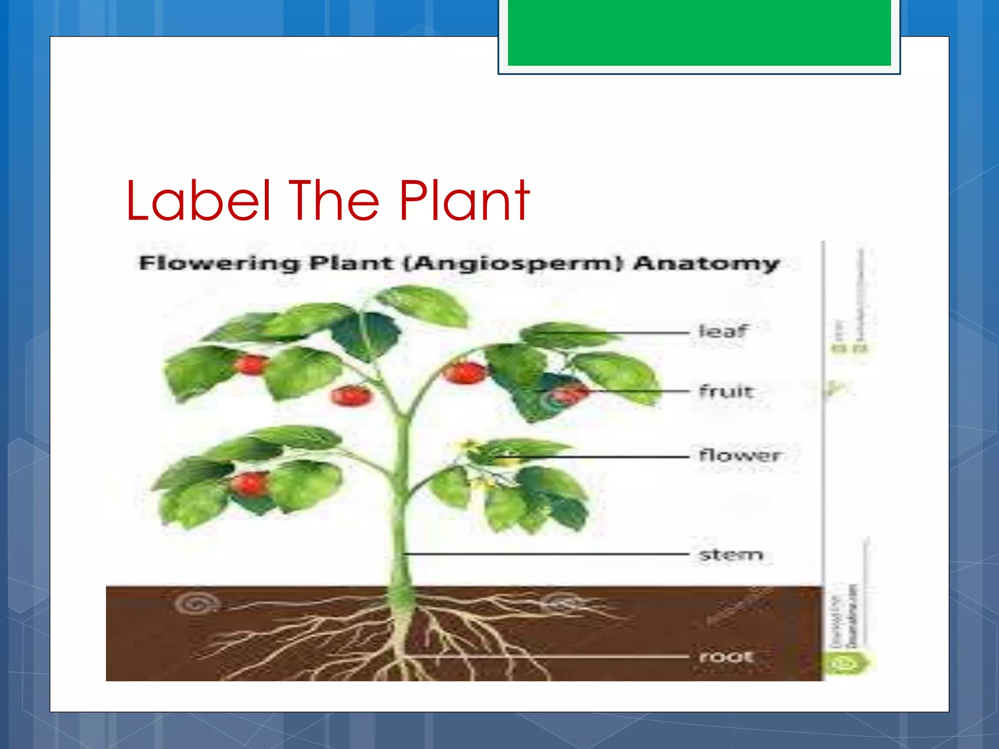 Marco Brizzio and Francisco Pratt Sarmiento | PPT