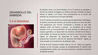 Desarrollo Embrionario | PPTX