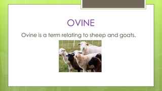 Marcos choc -Classification of livestock.pptx