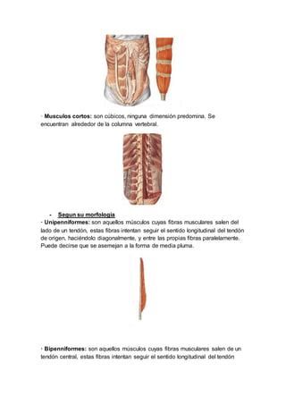 SISTEMA MUSCULAR | DOCX