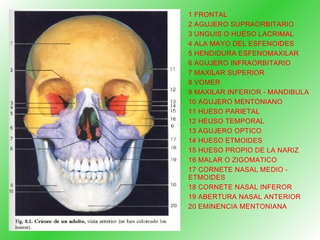 Huesos Del Craneo