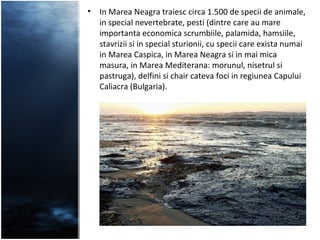 Marea Neagra | PPT
