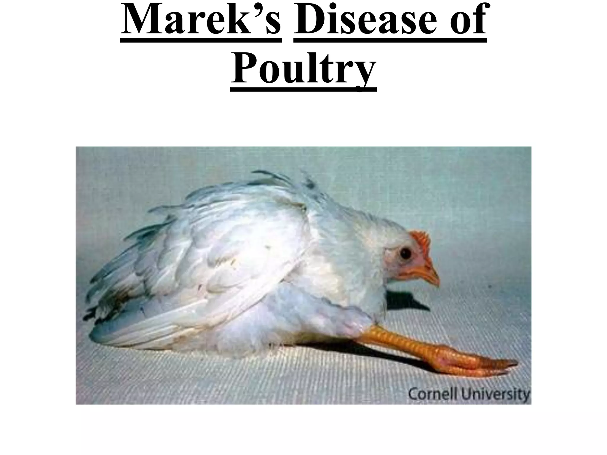 Mareks Disease of Poultry | PPTX