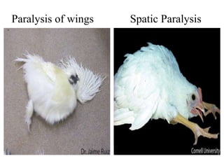 Mareks Disease of Poultry | PPTX