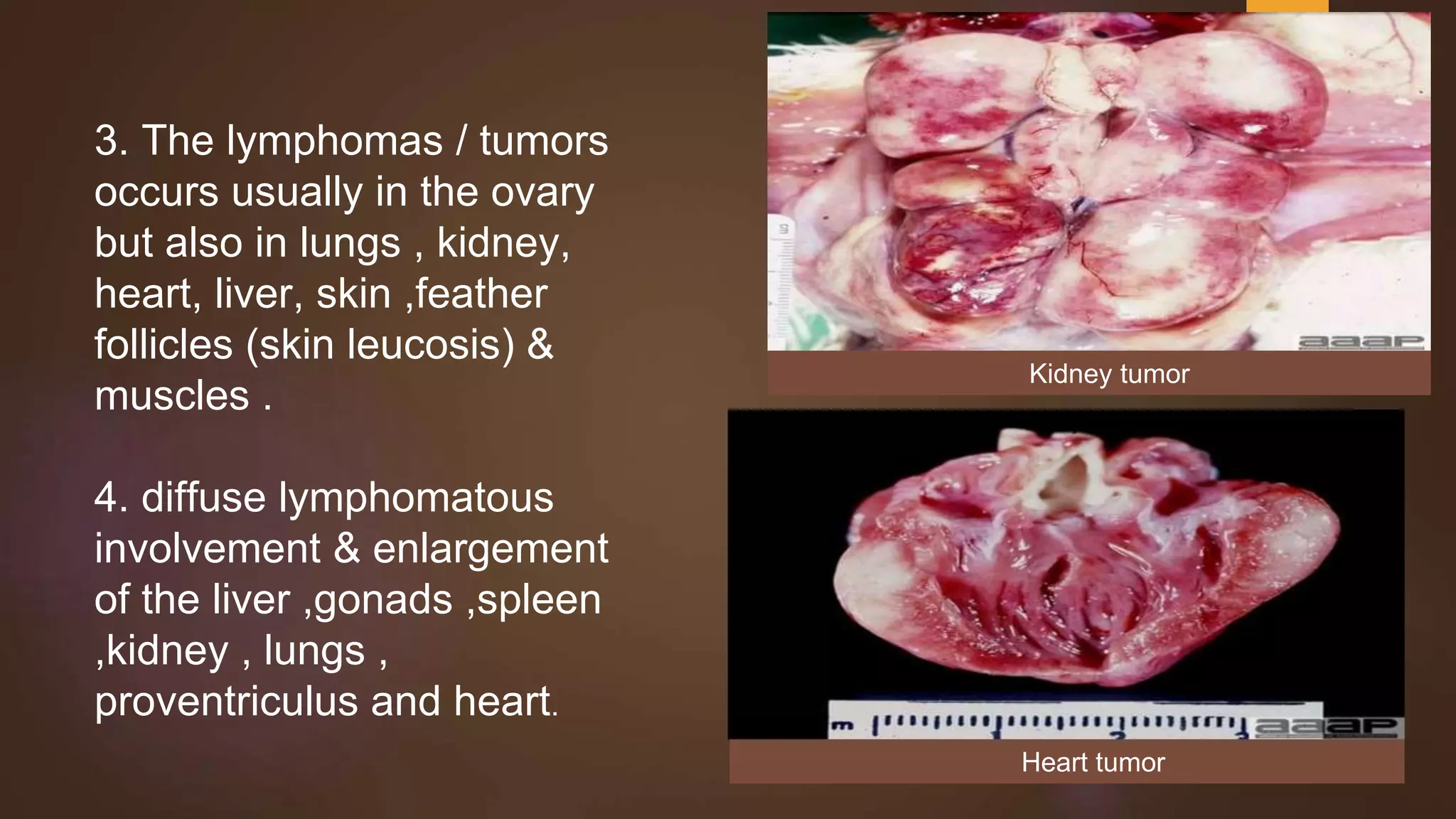 Marek's disease in poultry ... | PPTX