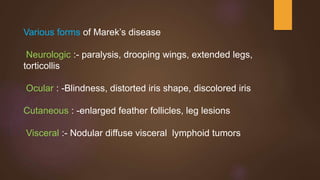 Marek's disease in poultry ... | PPTX