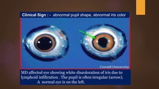 Marek's disease in poultry ... | PPTX