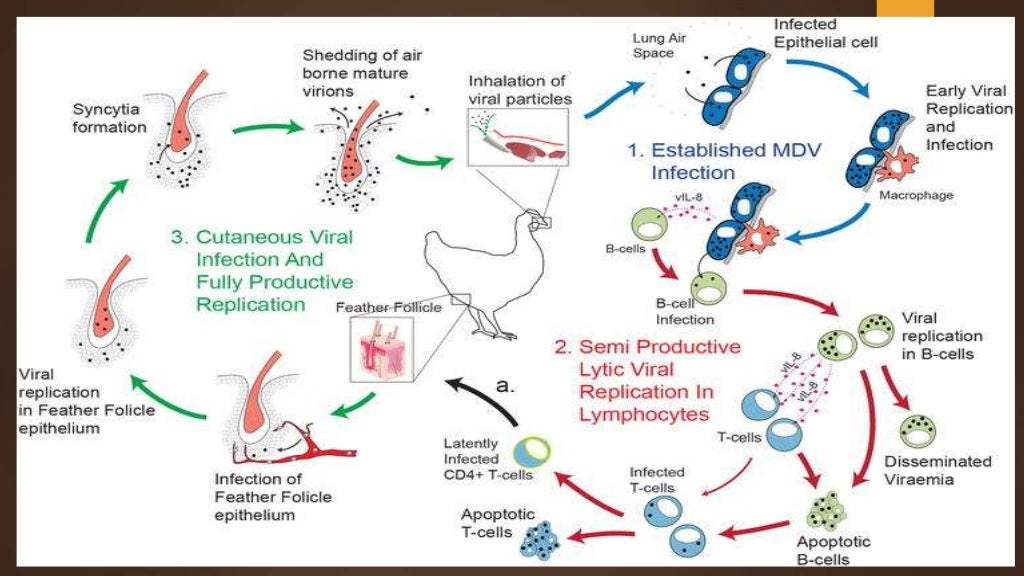Marek's disease in poultry ...
