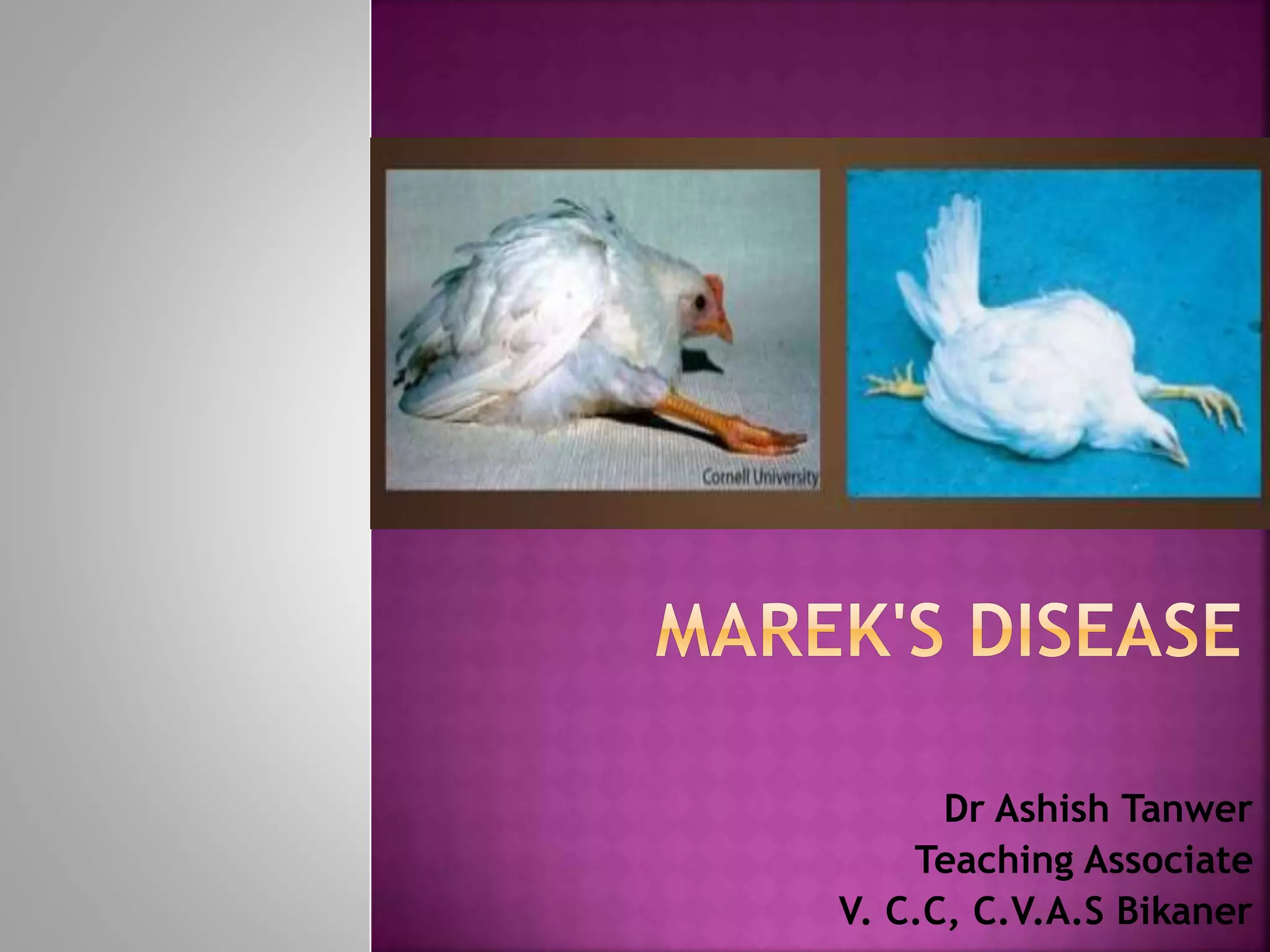 Marek's disease | PPTX