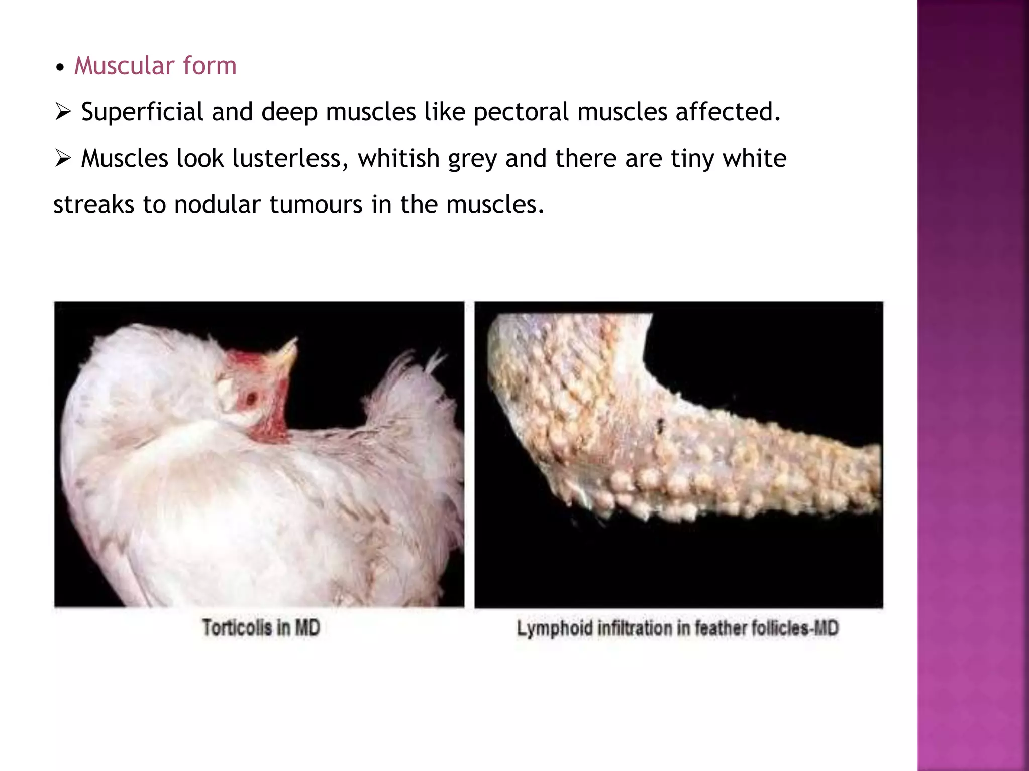 Marek's disease | PPTX