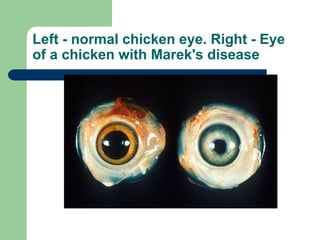 mareks disease.ppt