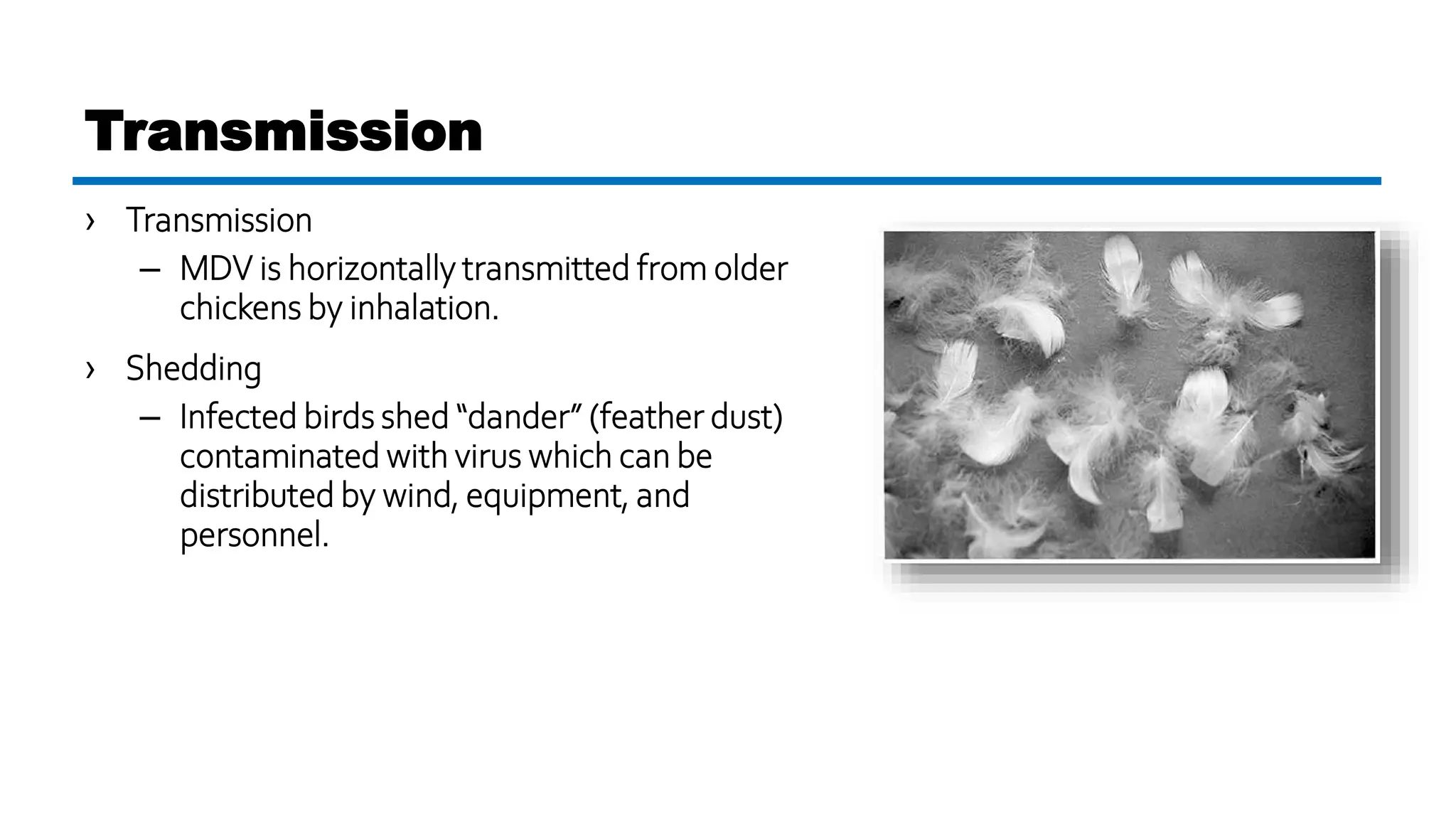 Marek's Disease.pptx