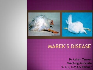 MAREKS DISEASE IN POULTRY AN ECONOMICALLY IMPORTANT DISEASE | PDF