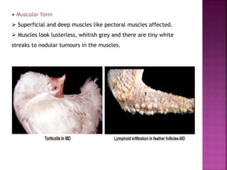 MAREKS DISEASE IN POULTRY AN ECONOMICALLY IMPORTANT DISEASE | PDF