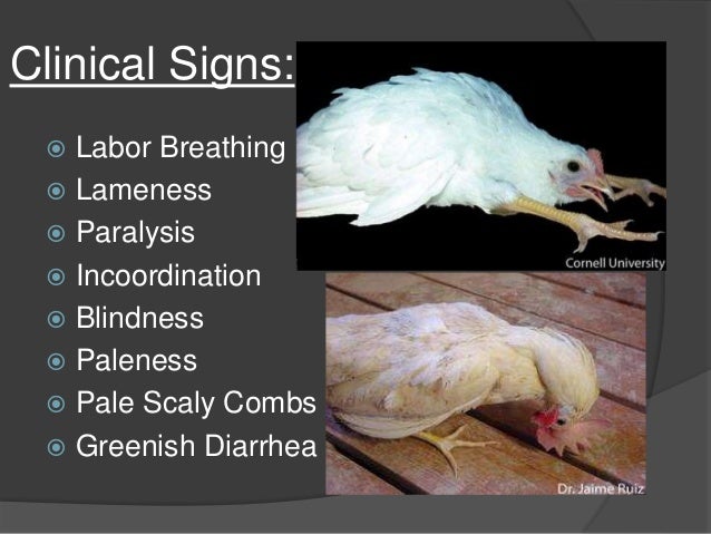 Marek's disease in poultry