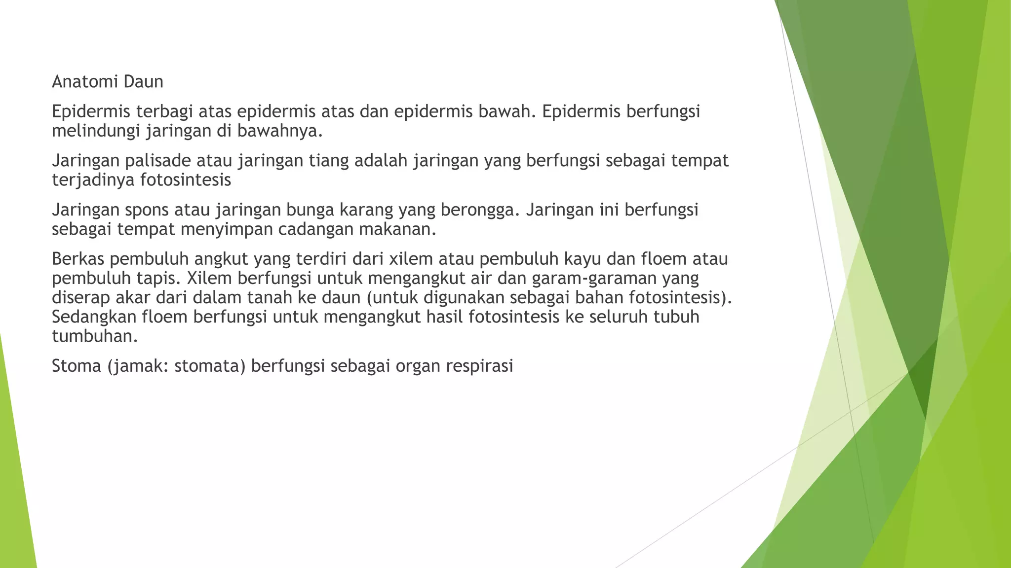 MARFOLOGI DAN ANATOMI TUMBUHAN.pptx