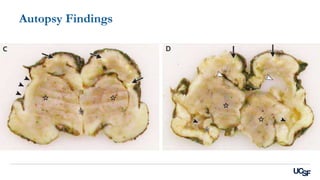 Birth Defects and Pediatric Care Guidelines | PPTX