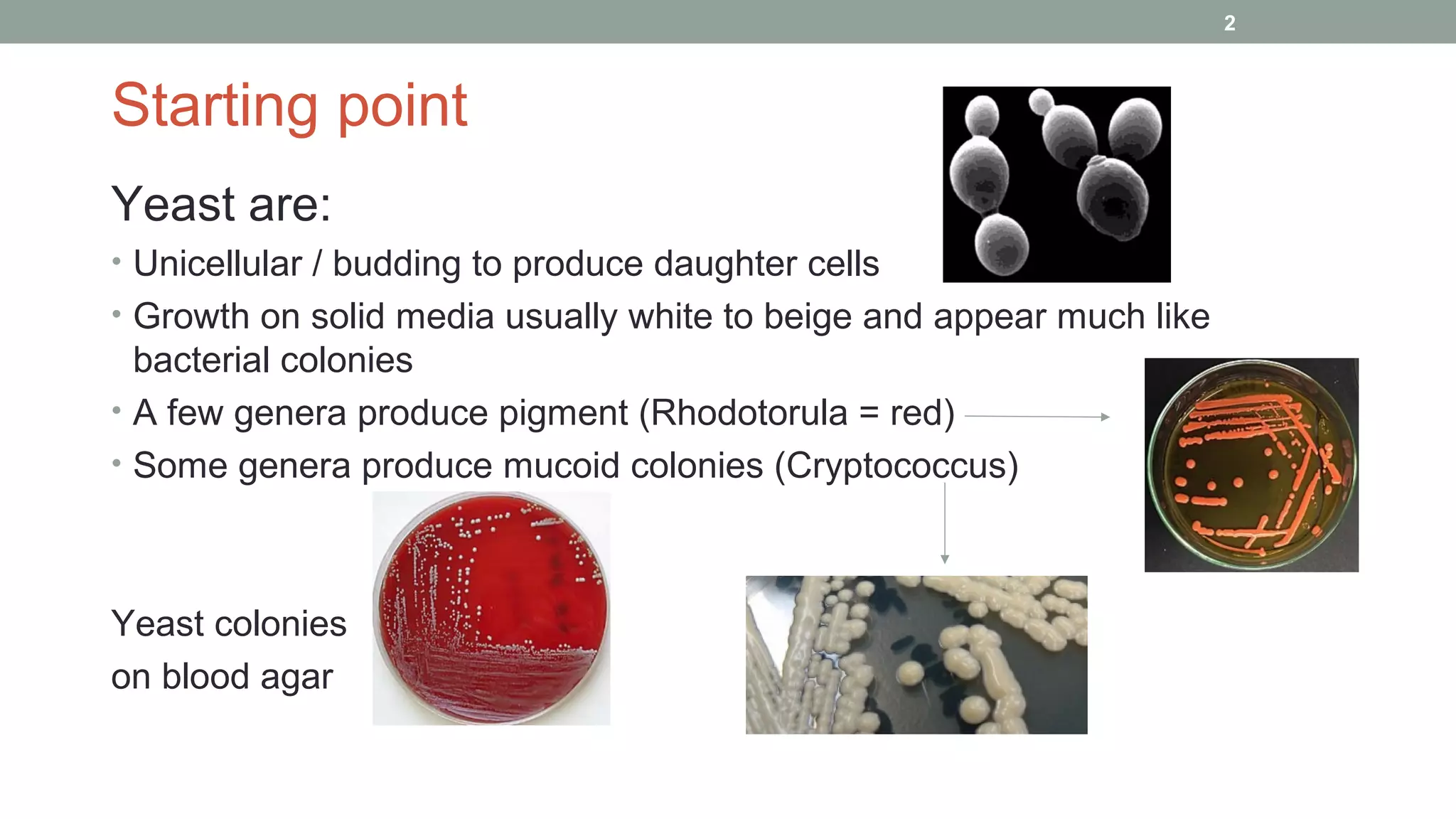 Mycology Update 2019 | PPT