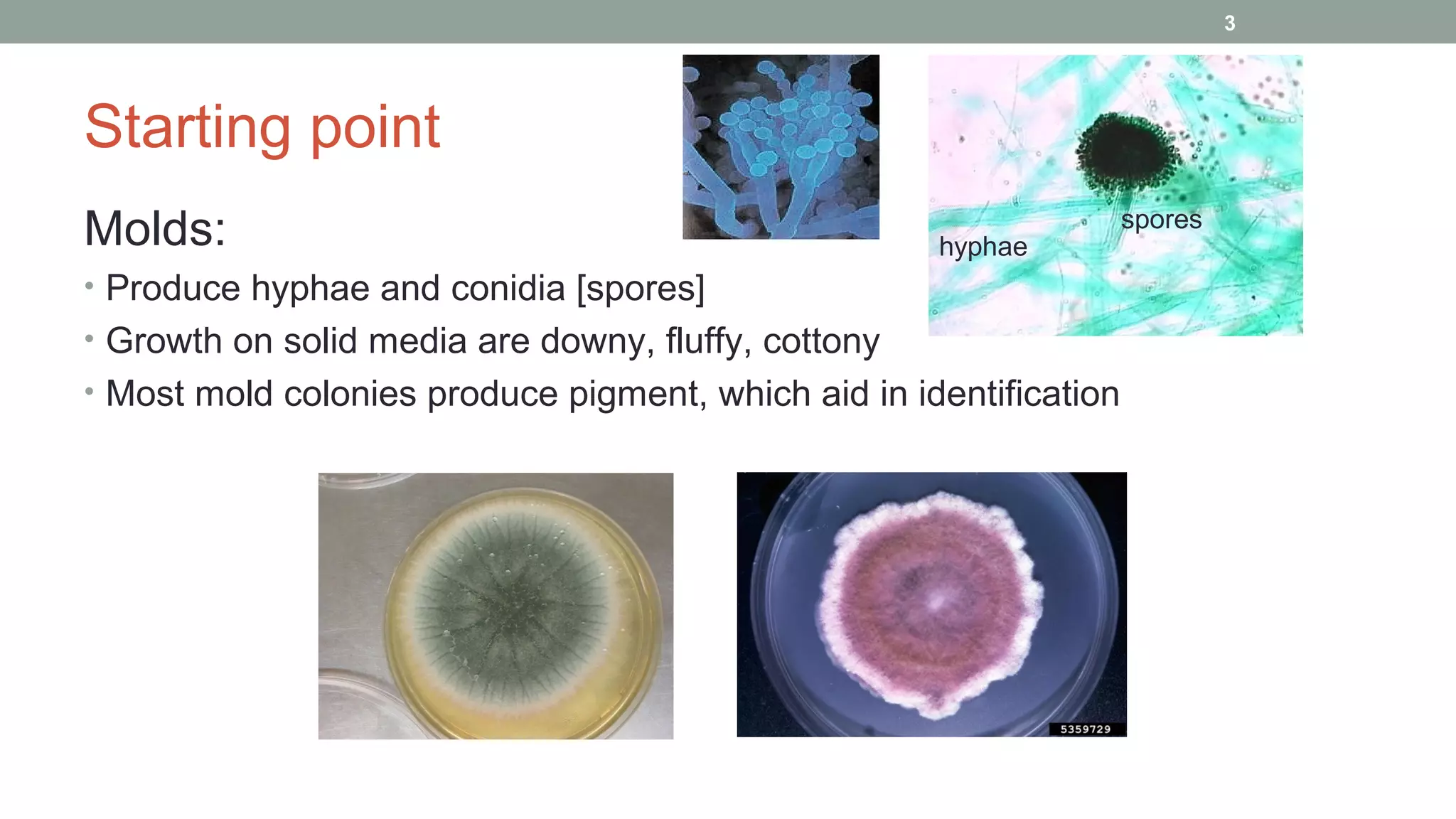 Mycology Update 2019 | PPT