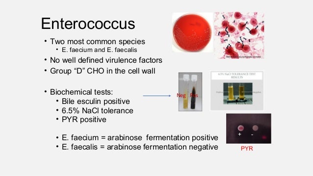 Bacteriology Update 2019