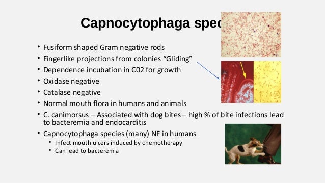 Bacteriology Update 2019