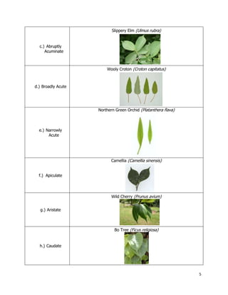 Margins and apices | DOCX