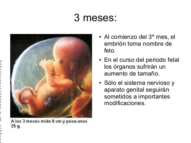 Imagenes 3 meses de embarazo - Imagui