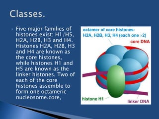 Maria(histones) | PPT