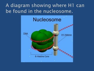Maria(histones) | PPT