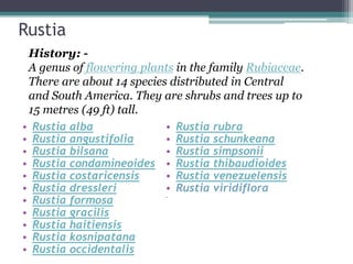 Maria Louise Batiancila Rustia | PPT