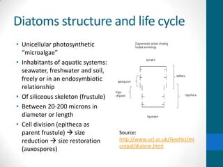 Mariam rizkallah iron_limitation_in_diatoms | PPTX