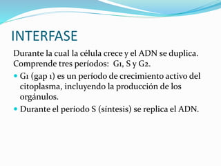 DIVISION CELULAR POR MITOSIS Y MEIOSIS | PPTX