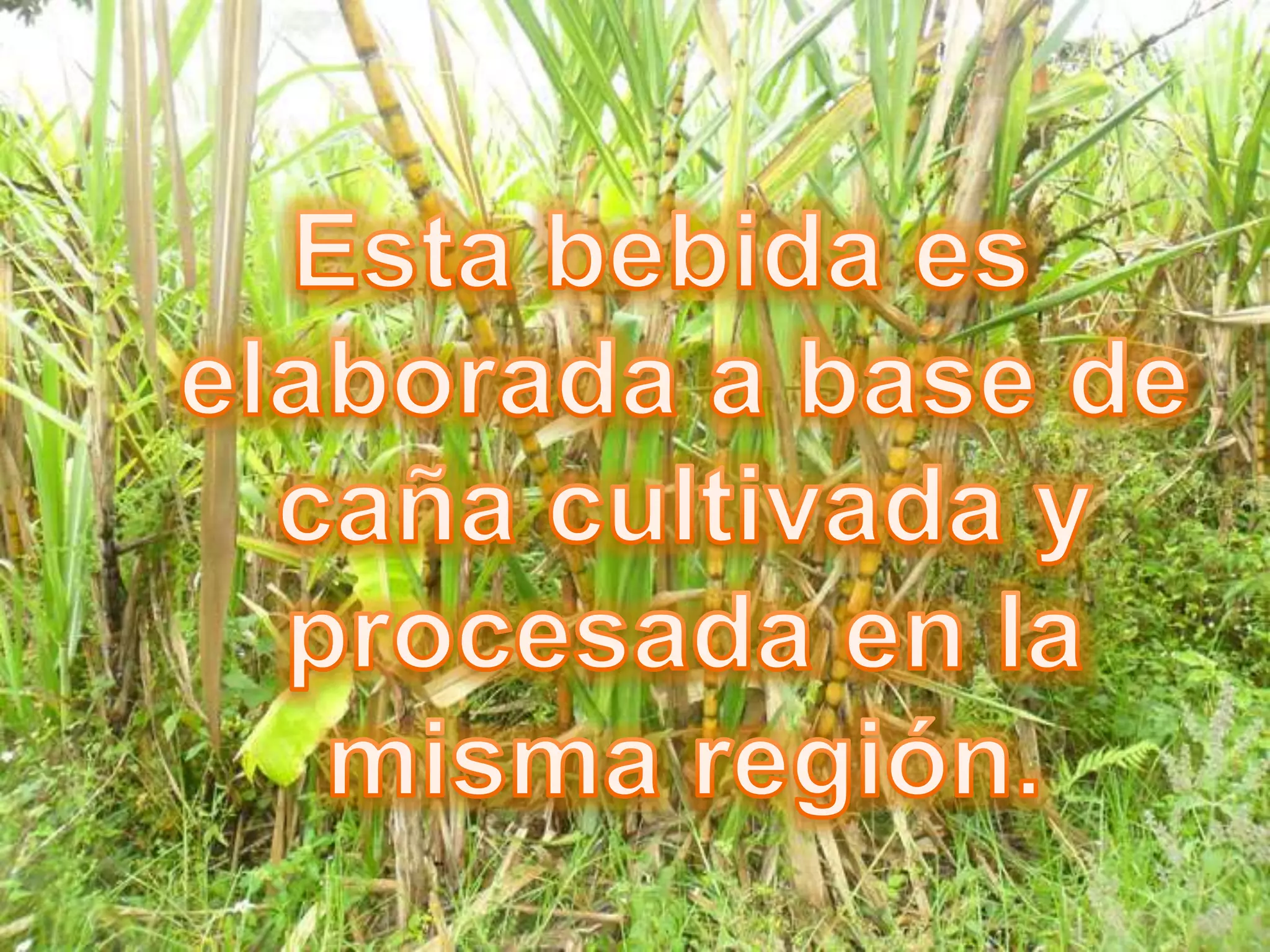 bebida nativa de los indigenas nasa "La chicha" | PPT