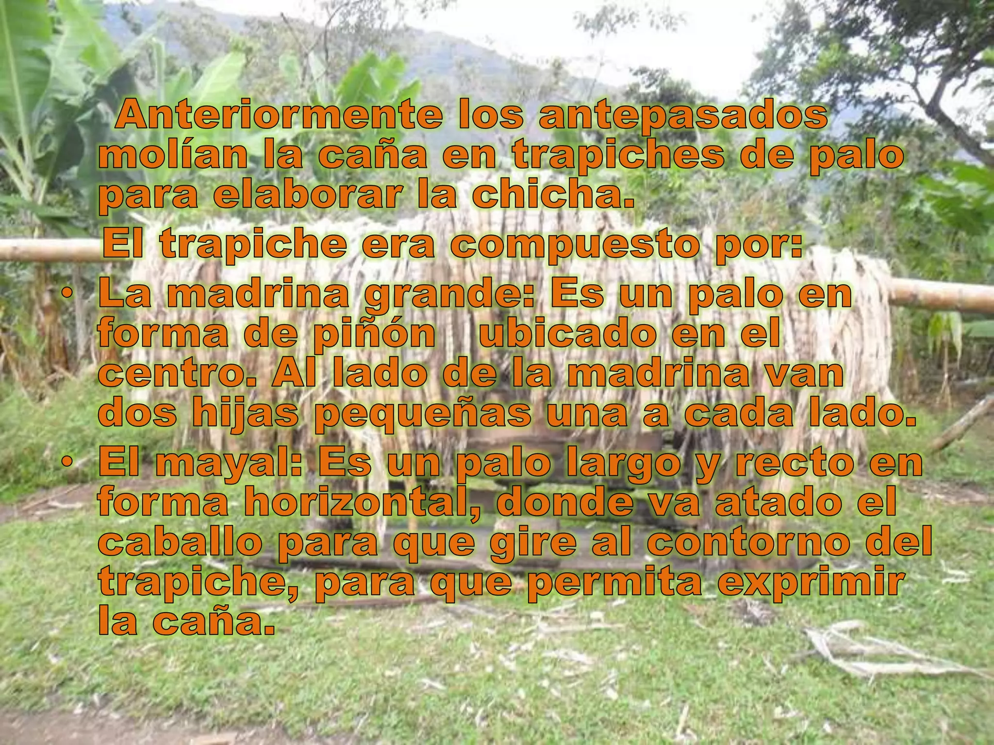 bebida nativa de los indigenas nasa "La chicha" | PPT