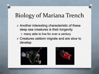 Mariana trench | PPTX