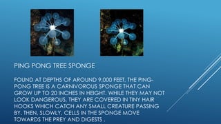 Mariana trench | PPTX