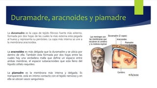 Meninges | PPTX