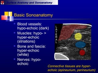 Surface anatomy and sonoanatomy for the occasional regional ...