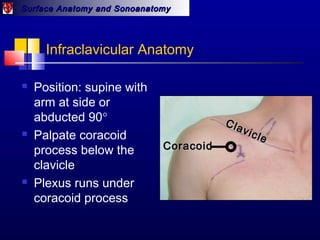 Surface anatomy and sonoanatomy for the occasional regional ...