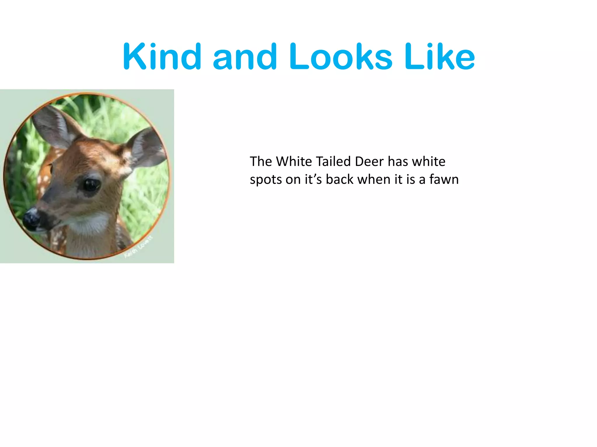 Maria powerpoint | PPTX | Food & Drink