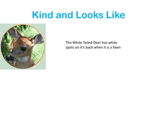 Maria powerpoint | PPTX | Food & Drink