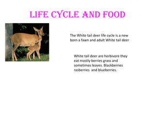 Maria powerpoint | PPTX | Food & Drink