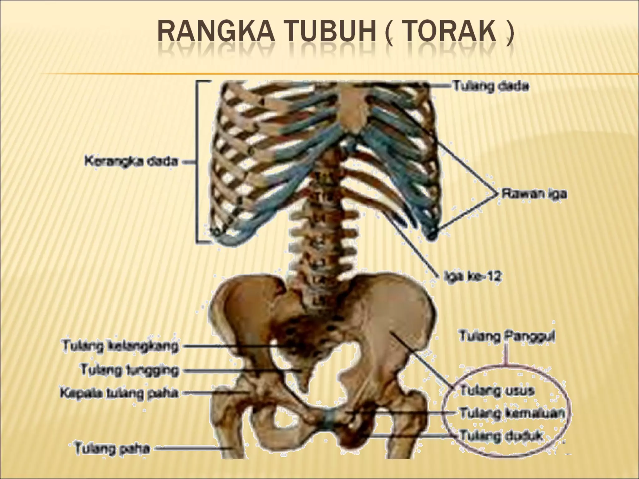 Mari belajar rangka manusia | PPT