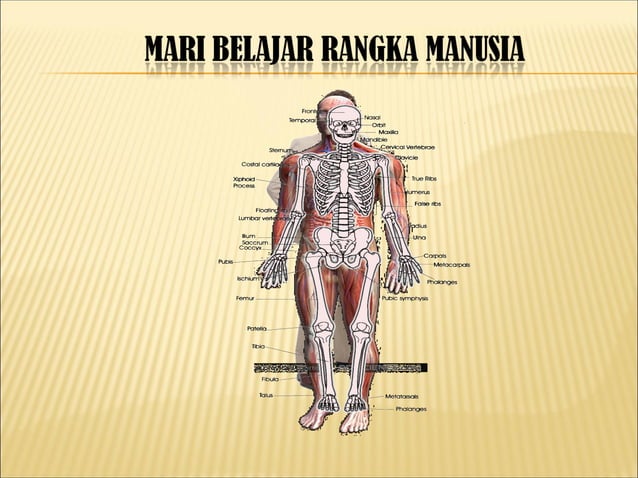 Mari belajar rangka manusia | PPT