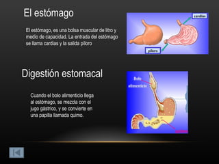 Aparato Digestivo | PPT