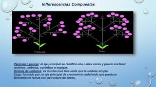 Maricarmen tejidos extracapilares | PPTX