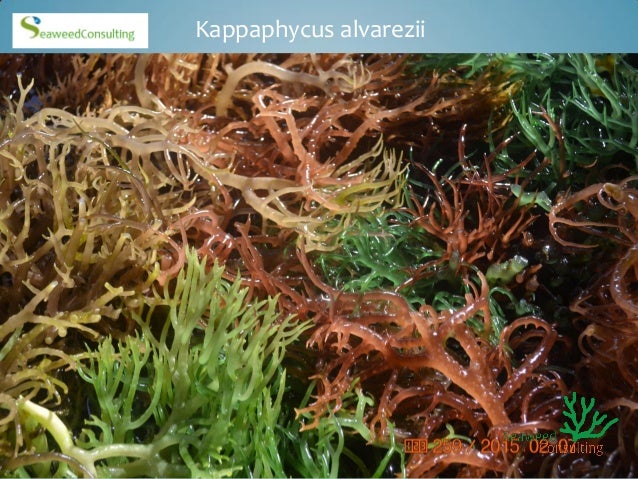 Maricultura kappaphycus alvarezii na baía da ilha grande rj