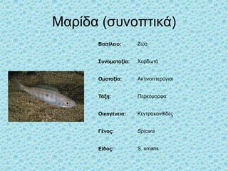 Μαρίδα - Marida | PPT